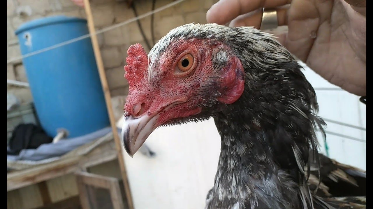 6 month Top quality java aseel patha | java murga - YouTube