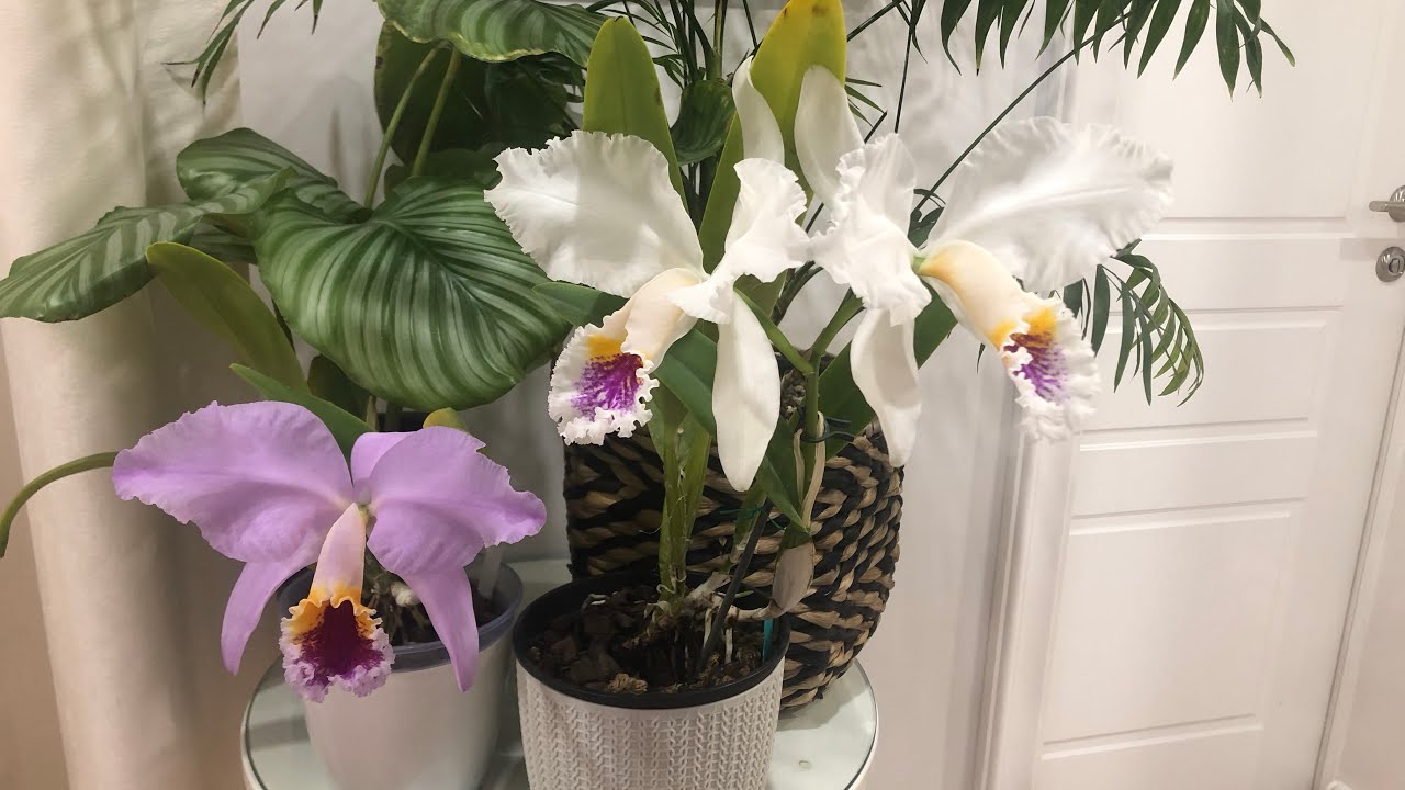 Сattleya mossiae semi-alba ('Blanca' x 'Aurora'), cattleya mossiae tipo ...