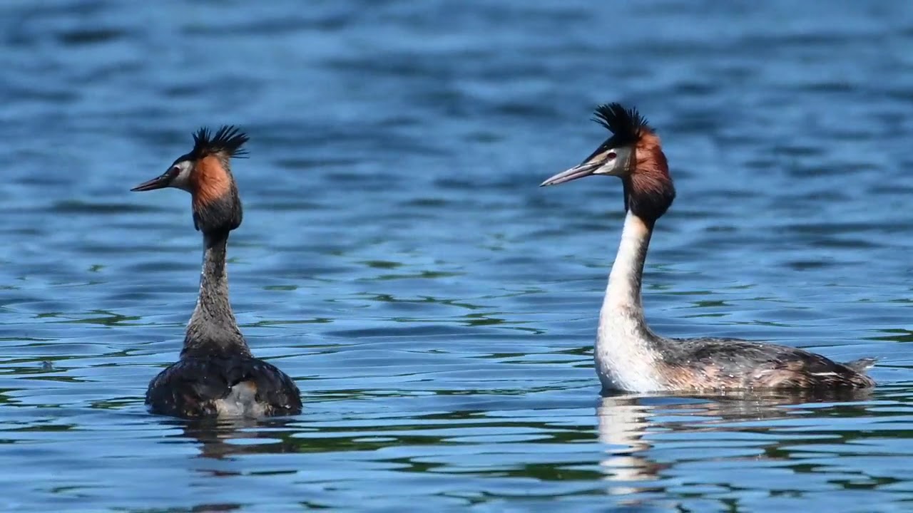 Knepp Estate, May 2020: White Storks and Great Crested Grebes - YouTube
