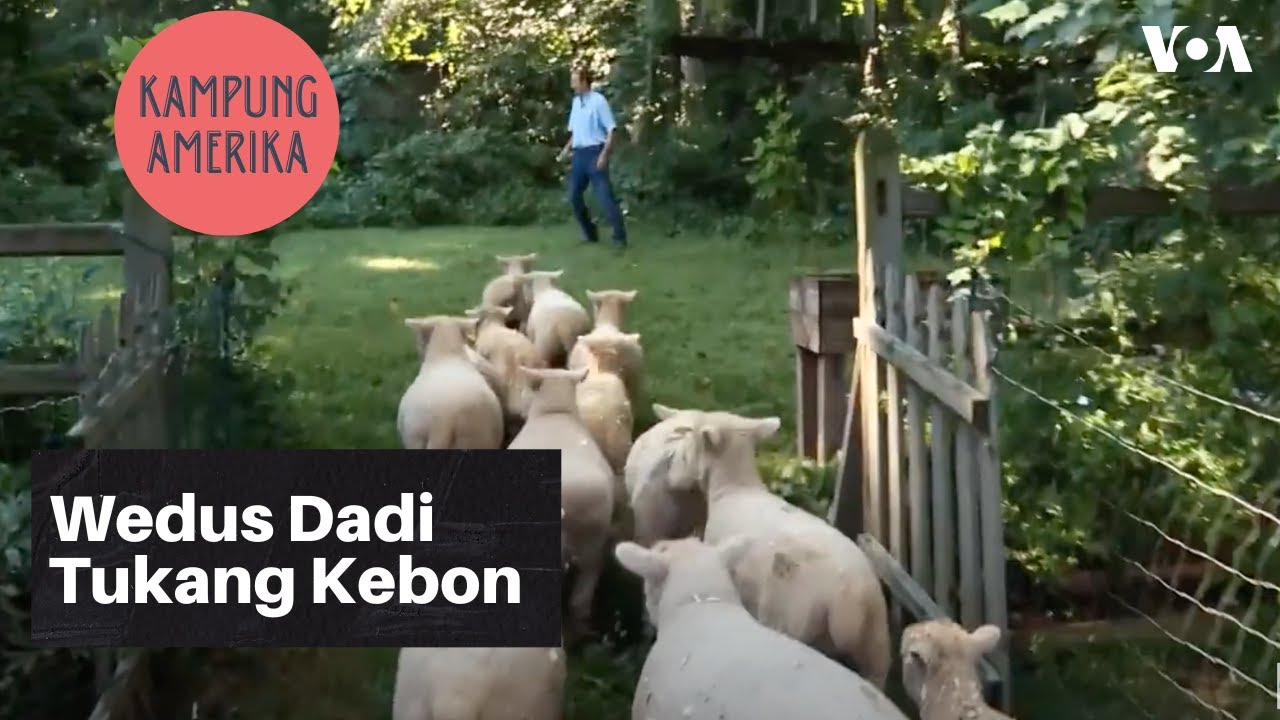 Kampung Amerika: Wedus Dadi Tukang Kebon - YouTube