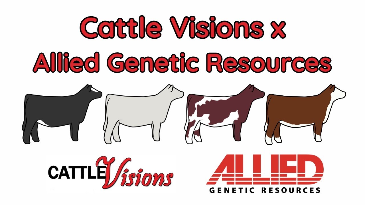 Cattle Visions x Allied Genetic Resources - YouTube
