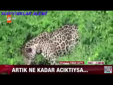 Leoparın Timsah Avı
