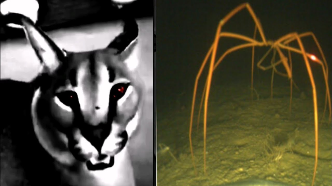 Floppa Becoming Uncanny (Ocean) - YouTube