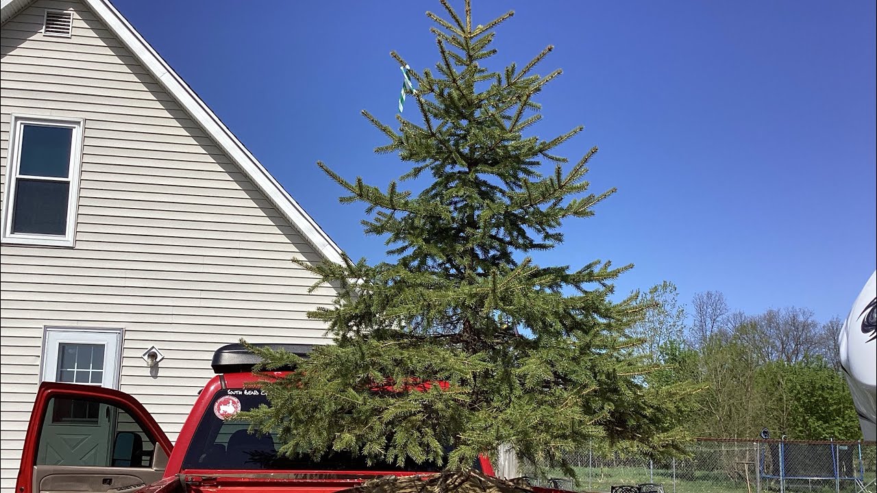 Planting a Blue Spruce Using the Ellen White Method - YouTube