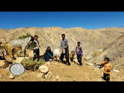 Theharshlifeofnomadsinthemountains 🏔️ |  Milkinggoats 🐐|The struggleof nomadwomen in pristine nature