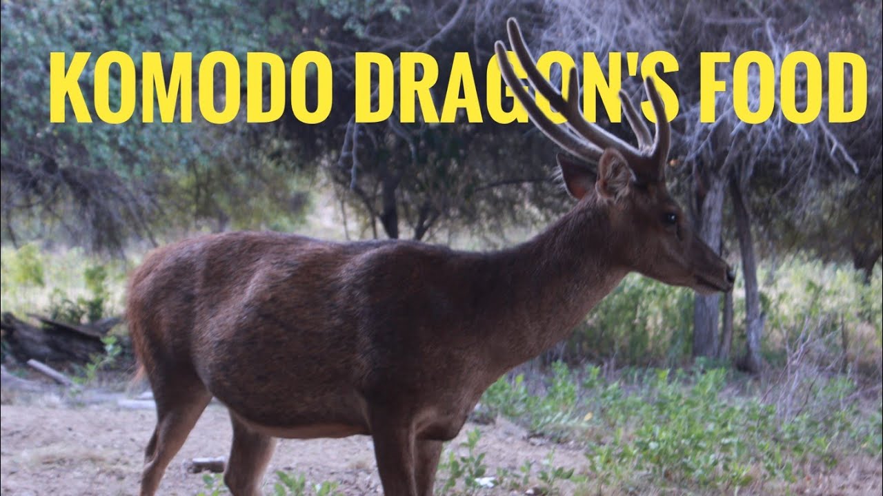 WILDLIFE WILD DEER IN KOMODO ISLAND - YouTube