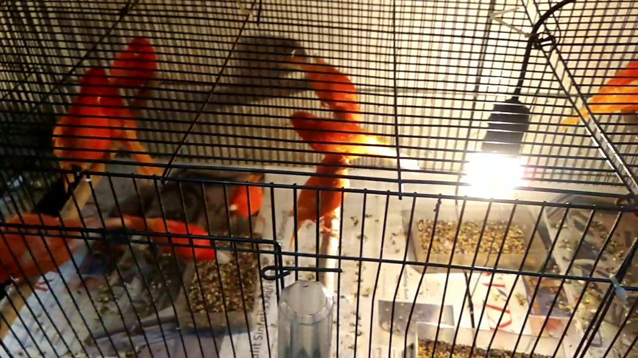 Kenari Red Intensive Impor - YouTube