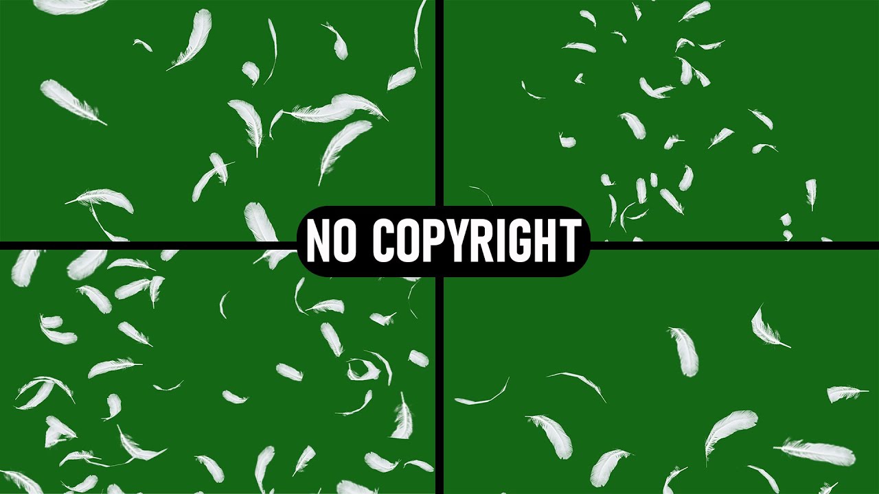 Feather Green Screen || White Feathers green screen NO COPYRIGHT - YouTube