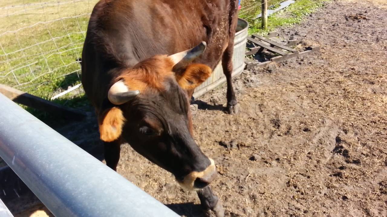 Playing ball with my cow - YouTube