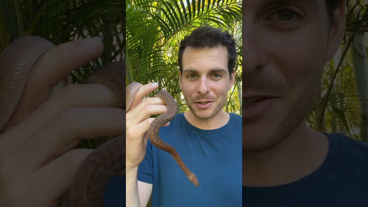 Pygmy Python As A Pet? #reptiles #snake #python #petreptile - YouTube
