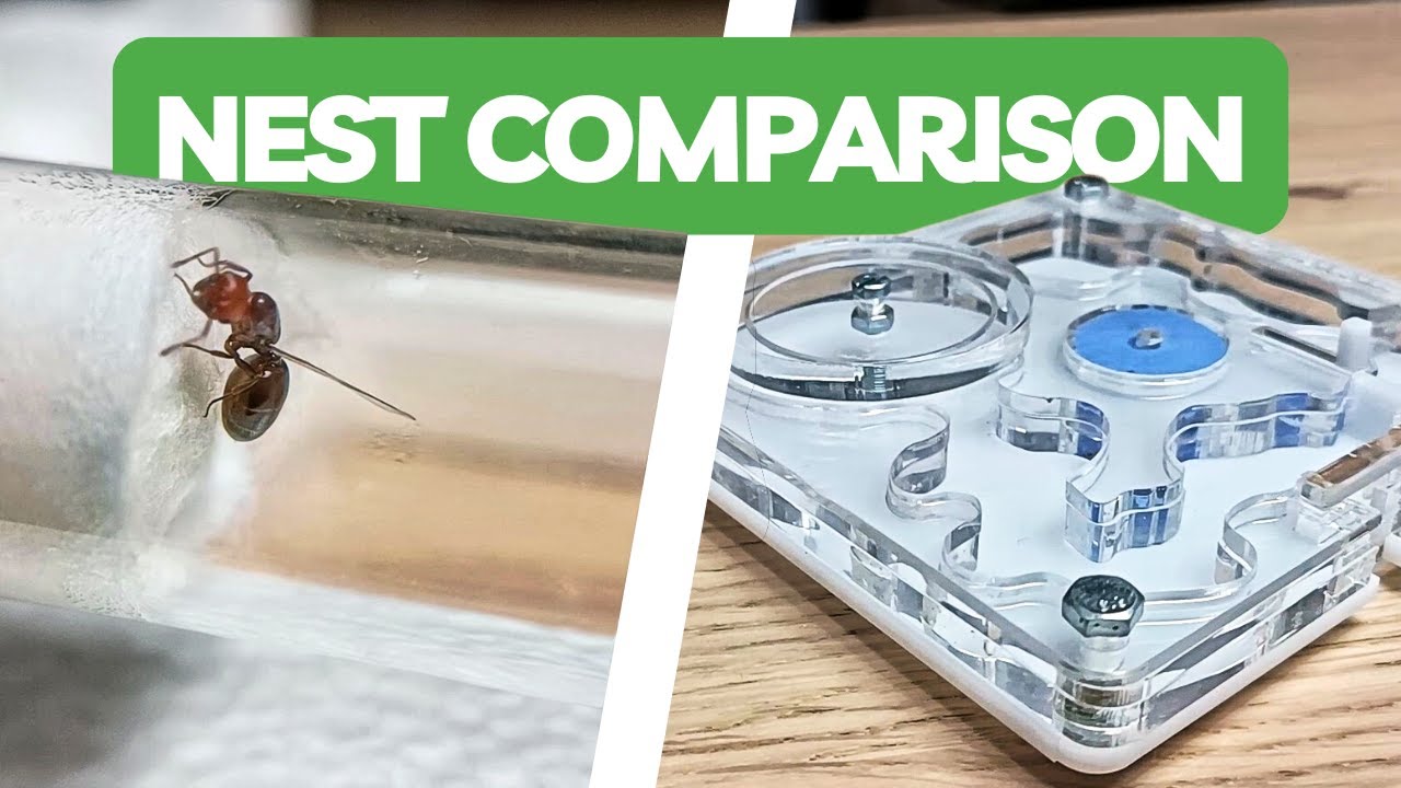 Test Tube Setup vs Founding Nest - Ant Keeping Guide | BRUMA Ants - YouTube