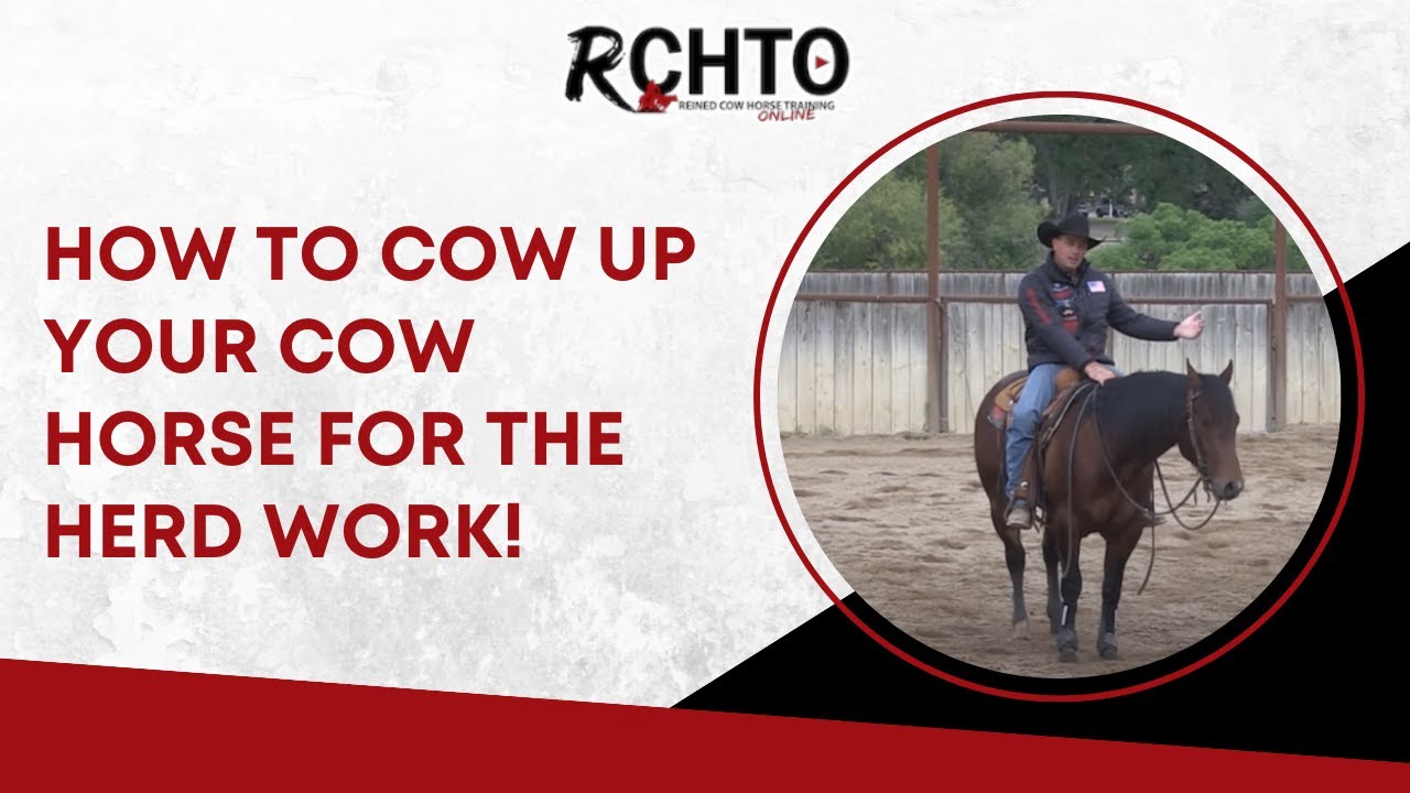 How To Cow Up Your Cow Horse For The Herd Work! - YouTube