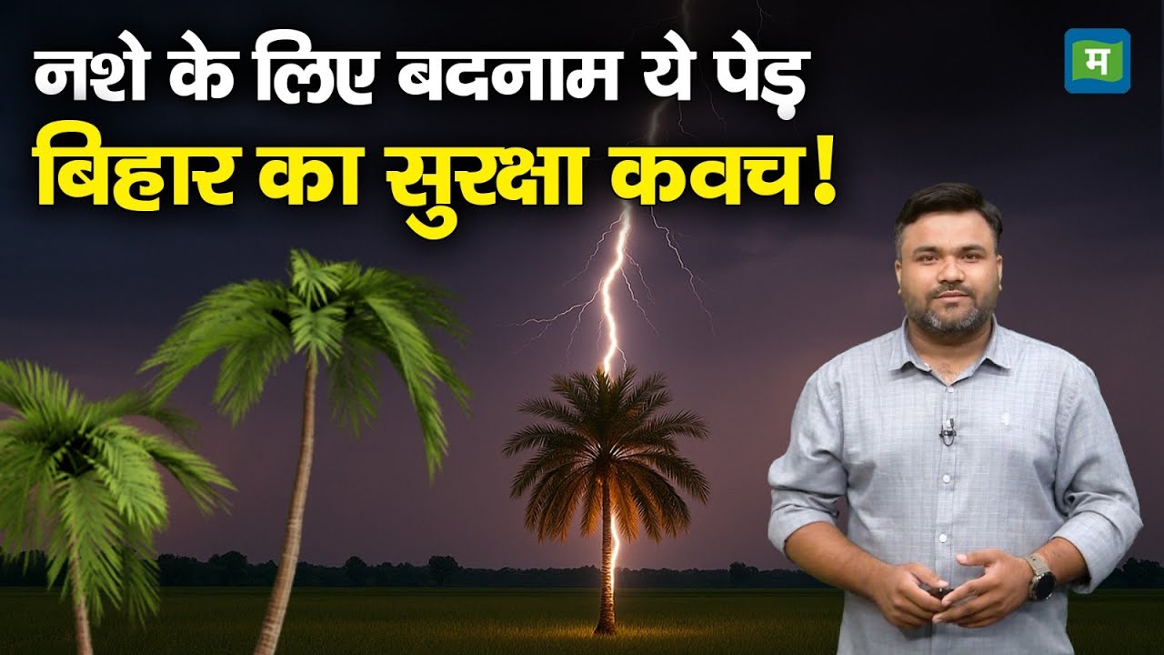 Bihar Missing Palm Trees: नशे के लिए बदनाम ये पेड़ बिहार का सुरक्षा कवज ...