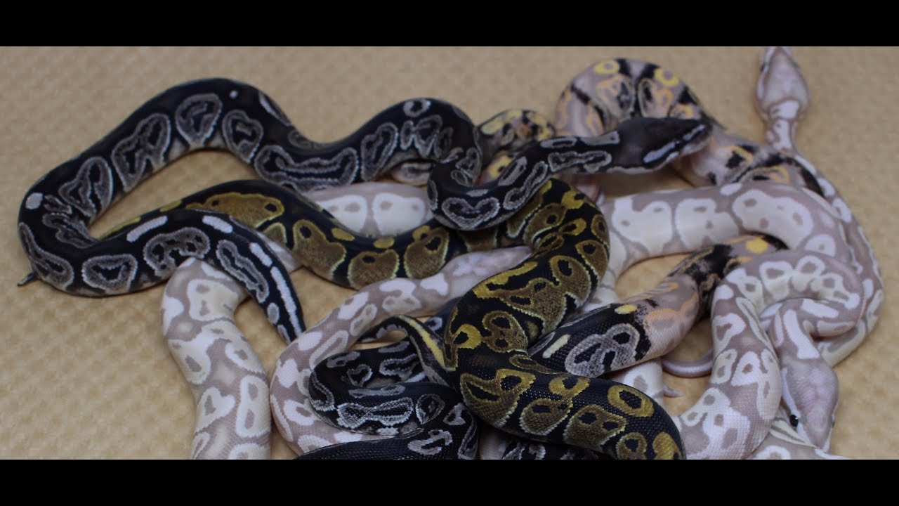 Just hatched the absolute CRAZIEST ball python I’ve ever produced ...