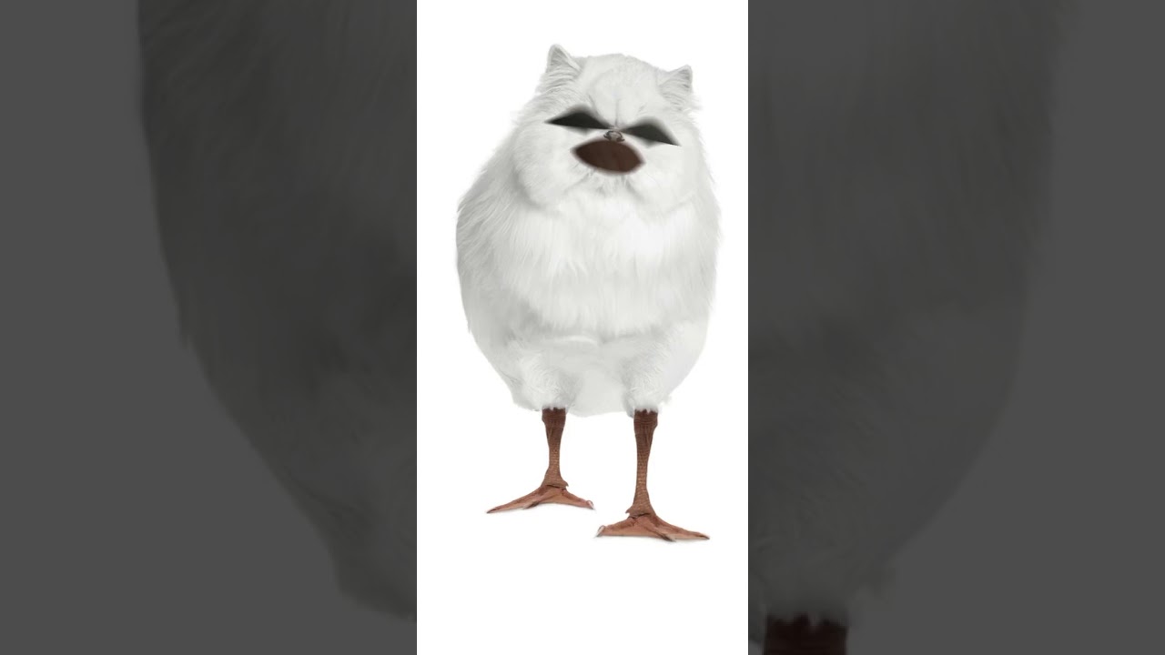 El gato-pollo - YouTube