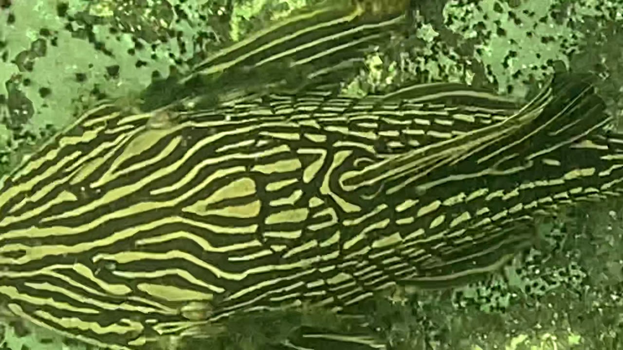 L27 pleco - YouTube