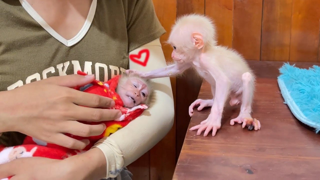 Adorable Monkey Minea Comforting Sis Yuri To Sleep - YouTube