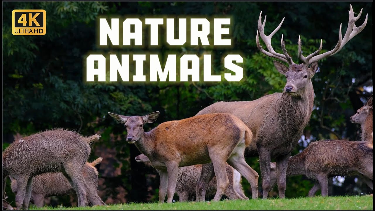 Relaxing 8K Animal Shots | Stunning Wildlife & Domestic Animals with ...