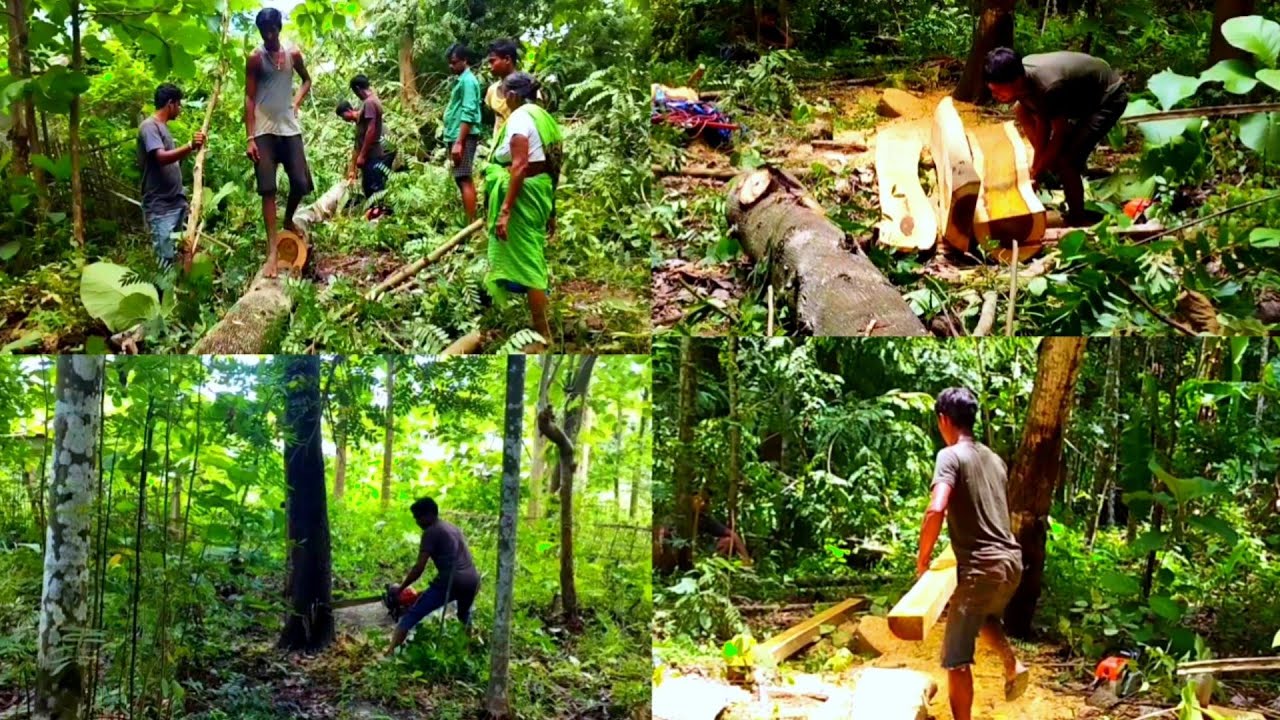 TREE CUTTING || WITH SAWYER ||🌳🌴🌲 - YouTube