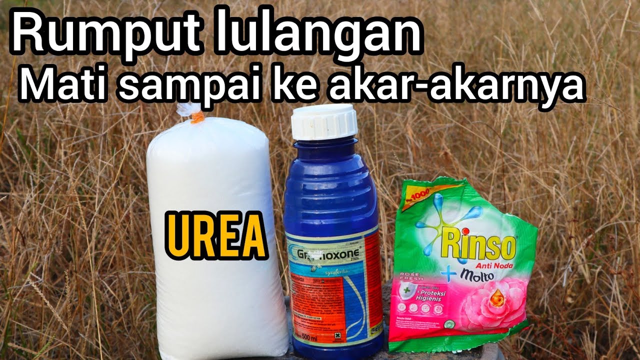 Basmi Rumput/Gulma lulangan dengan 2 bahan ini mati sampai ke akarnya ...