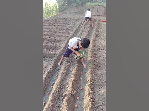 AAJ ALLU BOYA KHET ME GYM NHI GYA /MINI VLOG -10 #minivlog #dailyvlog #shorts - YouTube