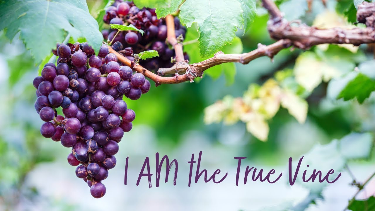 I AM the True Vine - YouTube