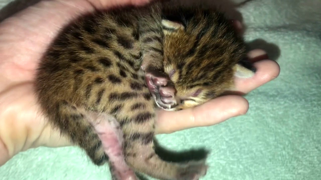 Kitten Fits in Palm of My Hand! - YouTube