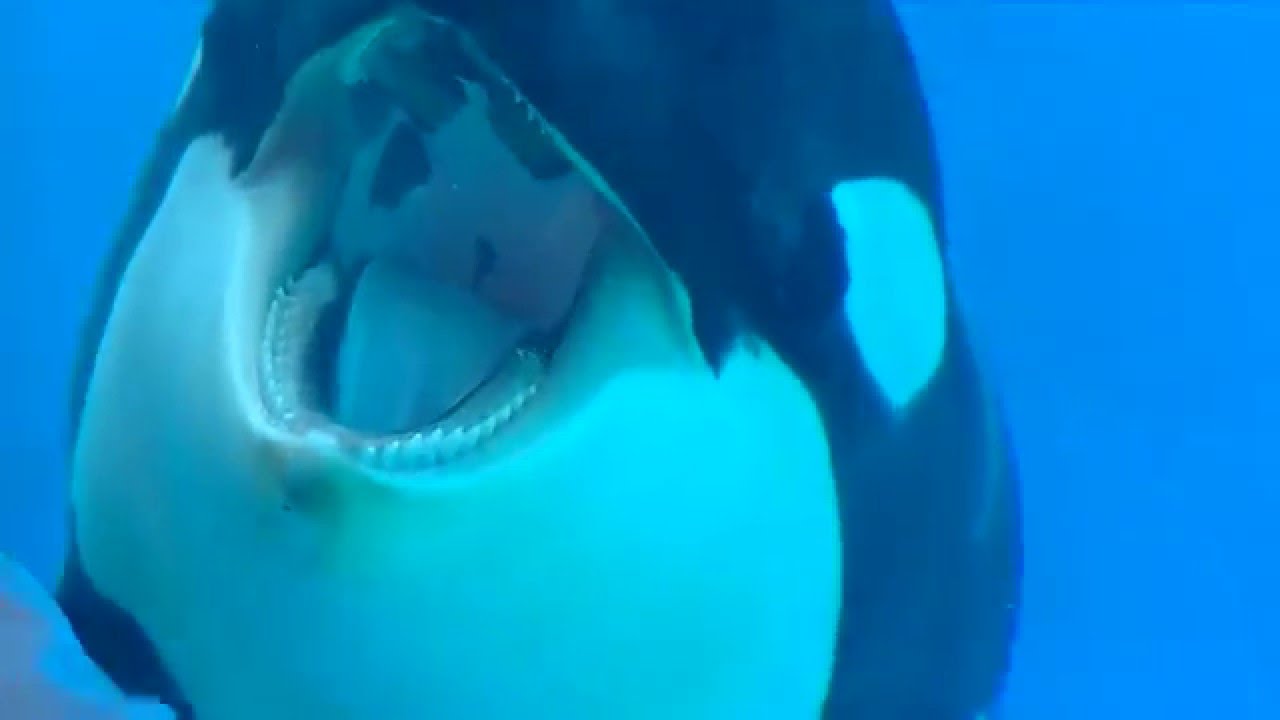 Amaya playing with @Jo Orca Whisperer - SeaWorld San Diego - YouTube