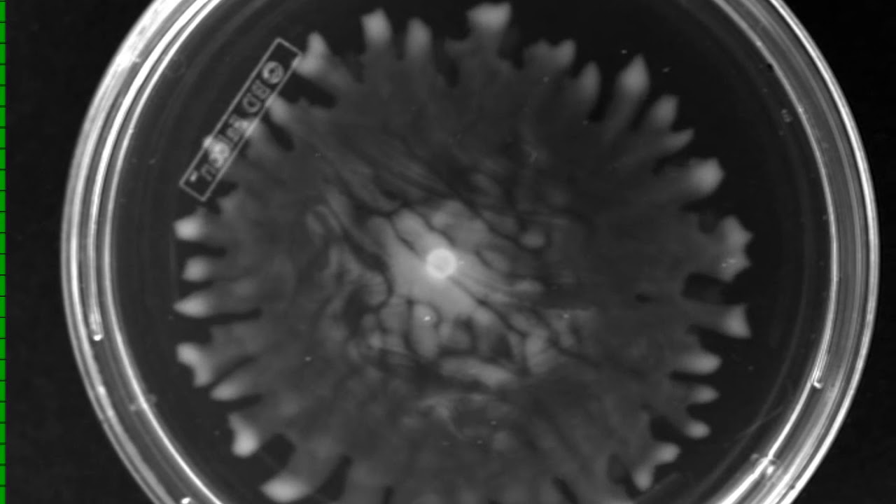 The Ultimate Guide to Bacterial Swarming: Supplemental Video 3 - YouTube