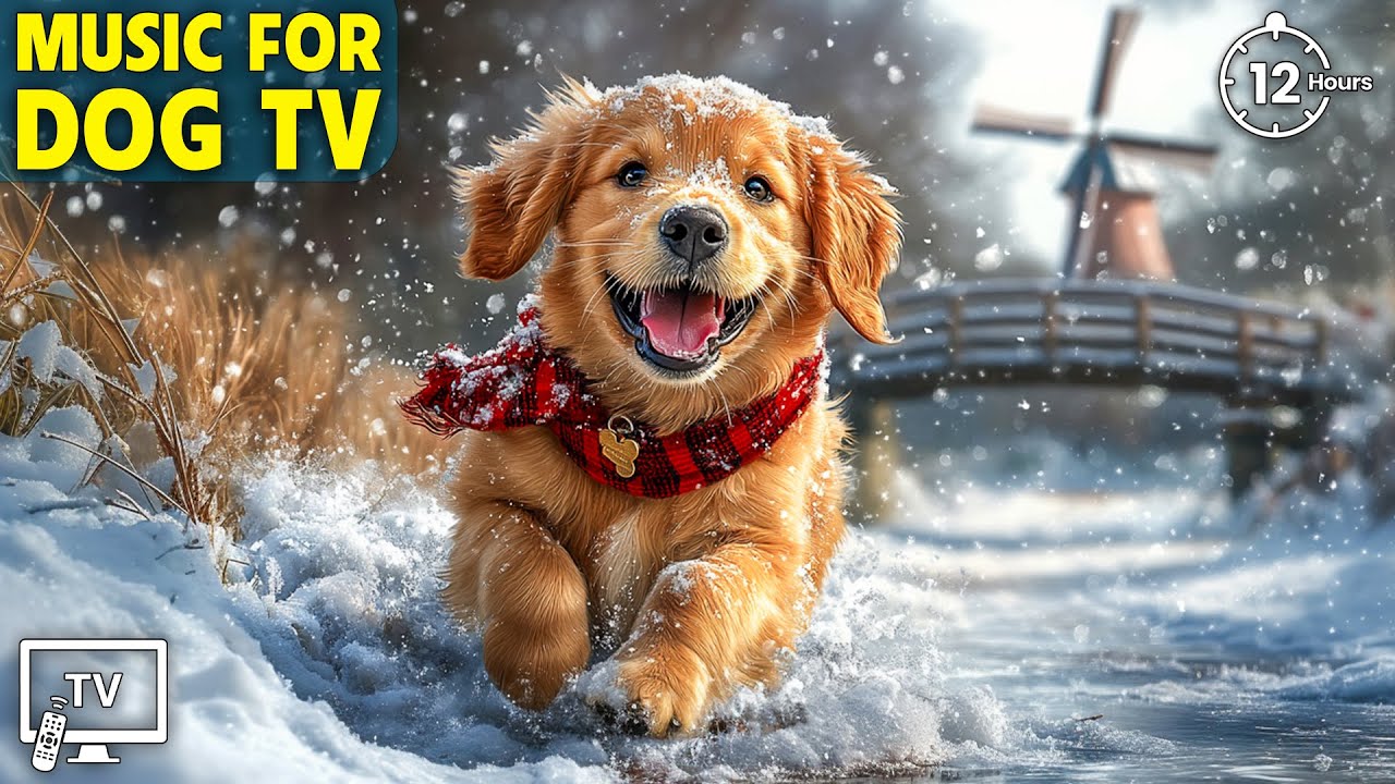 12 Hours of Music for Dog 🐶 Separation Anxiety in Dogs 🐶 Calming Stress ...