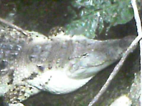 Dallas World Aquarium (Alligator) - YouTube