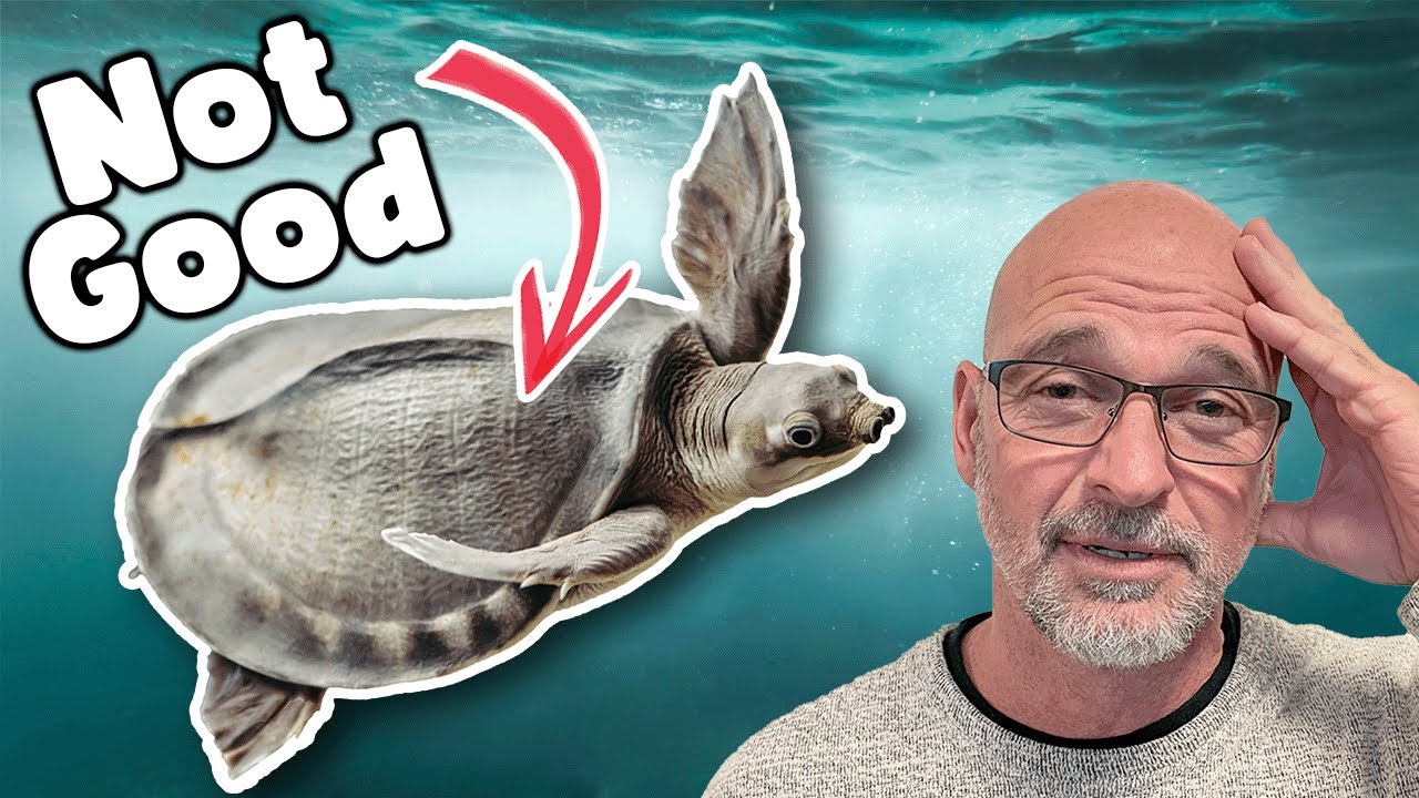 We Have a PROBLEM. SICK Turtle @KampKenan - YouTube