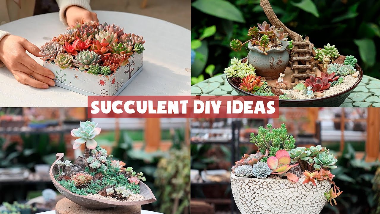 5 Succulent DIY Ideas - Succulent Garden |多肉植物 | 다육이들 | Suculentas ...