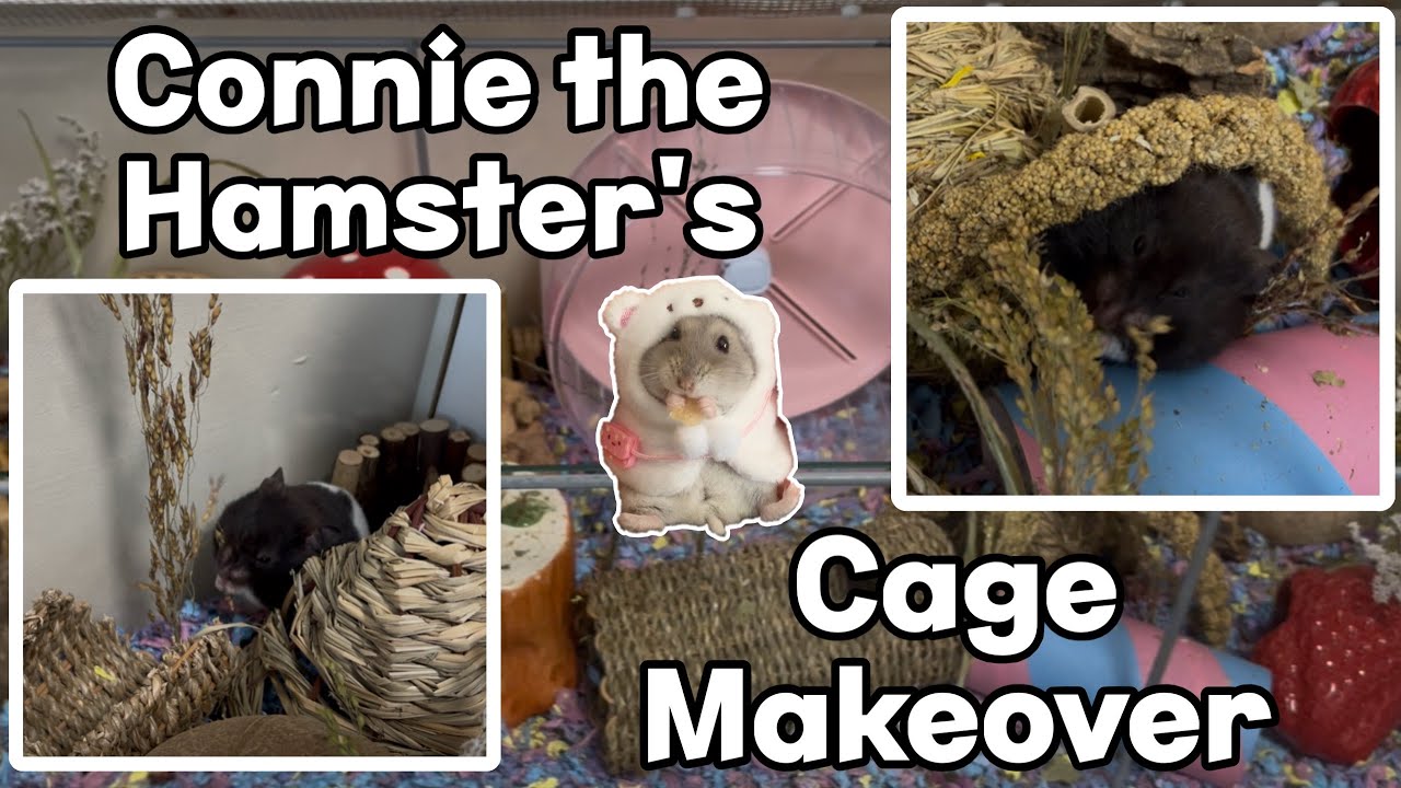 Hamster Cage Makeover 🐹 - YouTube