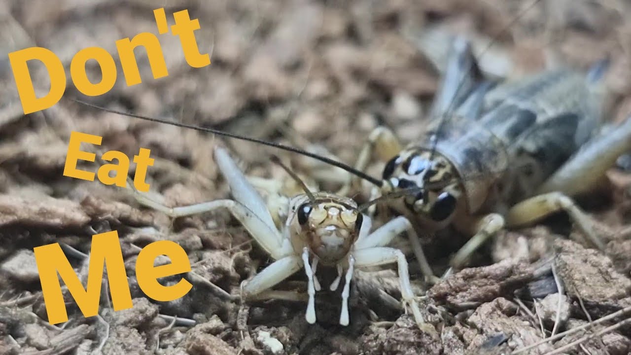 Cannibal crickets choose their victim - YouTube