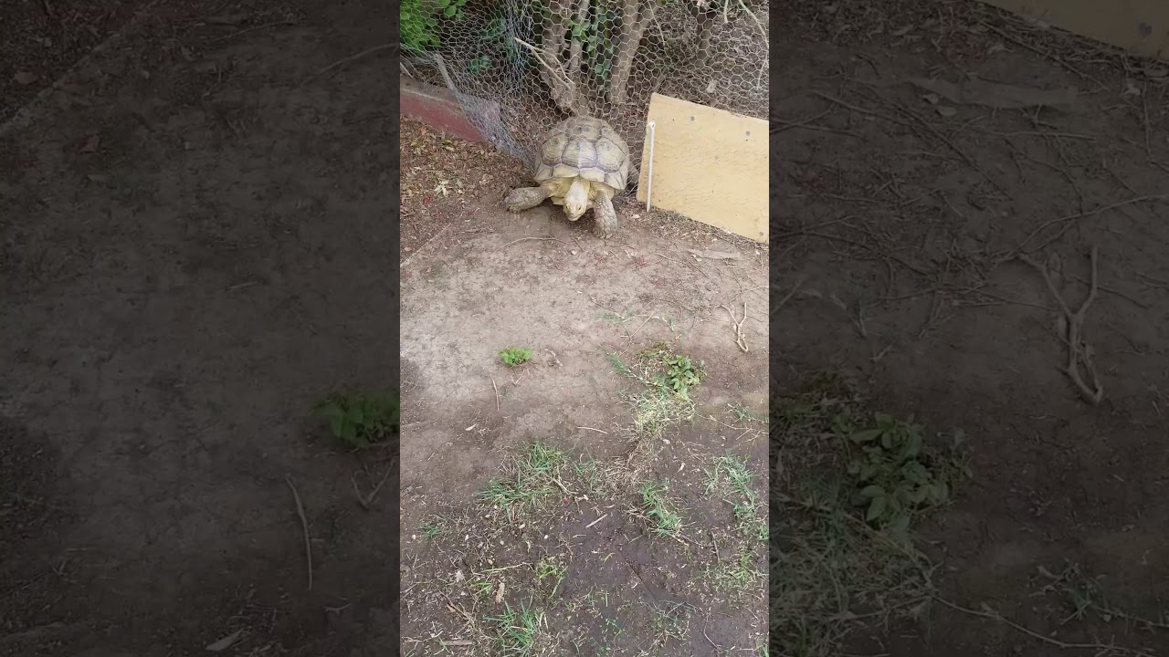 Sulcata Tortoise Breaking through Chicken Wire Fencing, Jailbreak ...