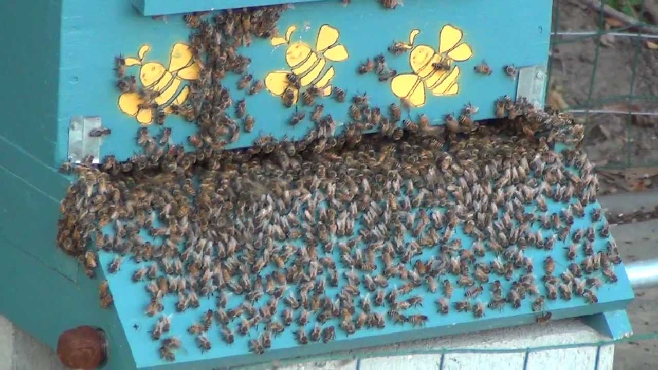Bee hive bearding. 8:00 PM Temp. 98 degrees - YouTube
