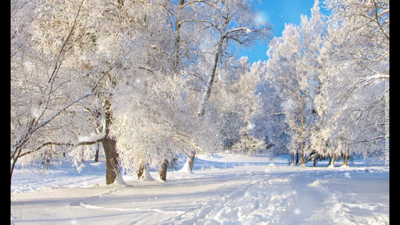 Free winter screensaver nfsSnowyForest - YouTube