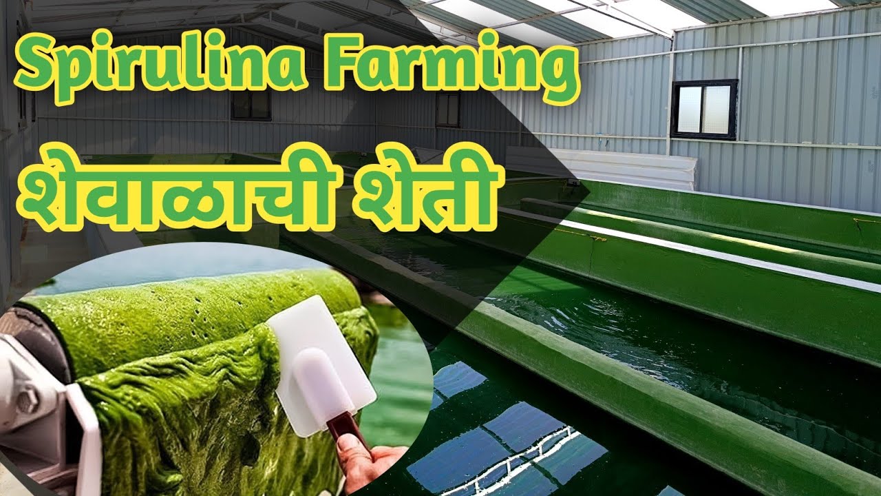 Spirulina Farming / शेवाळाची शेती - YouTube