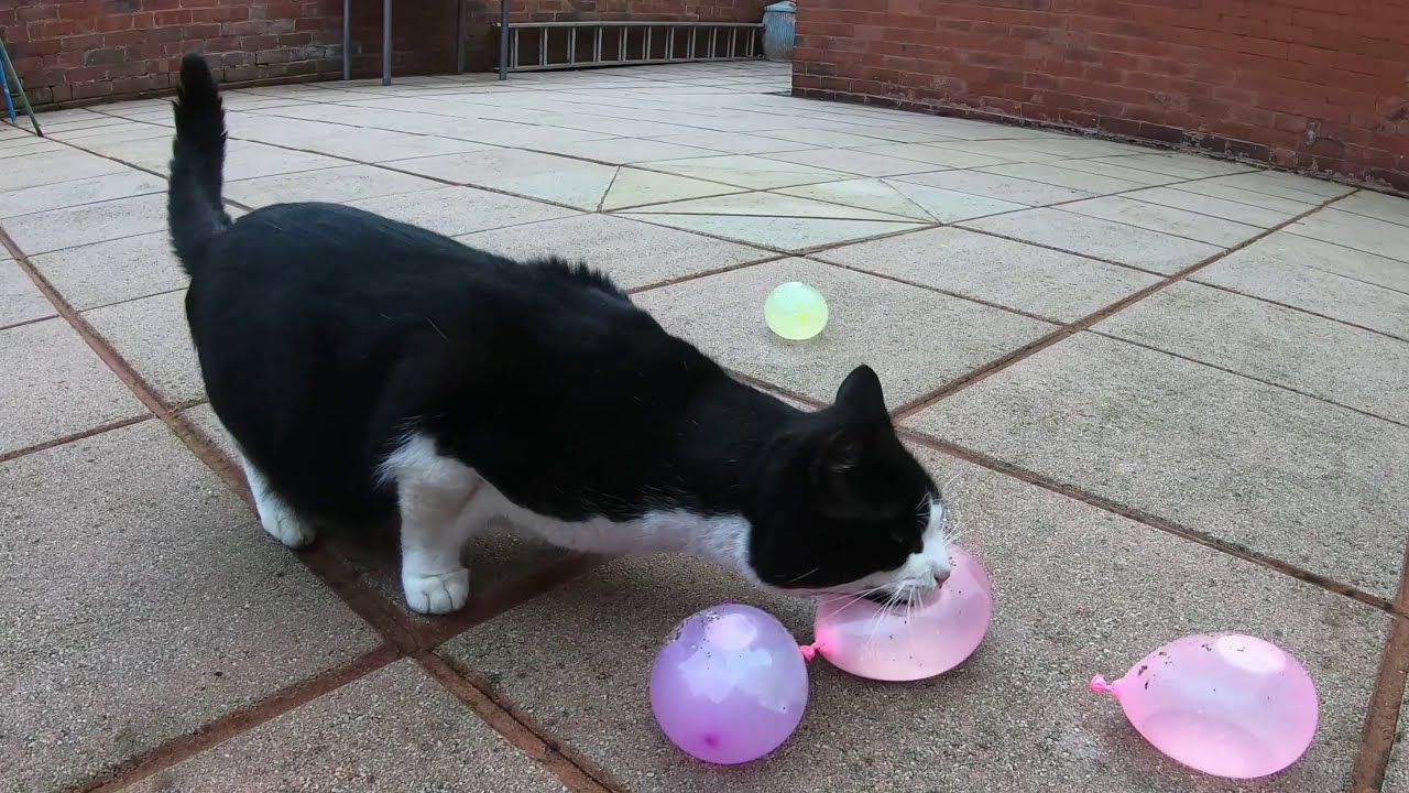 Cat Pops Water Balloon | 4K - YouTube