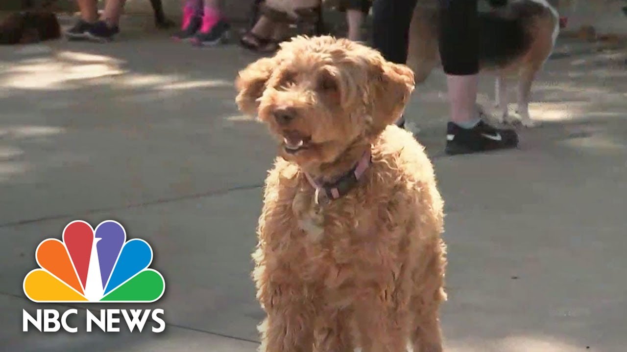What Makes A Dog A Good Neighbor? | NBC News - YouTube