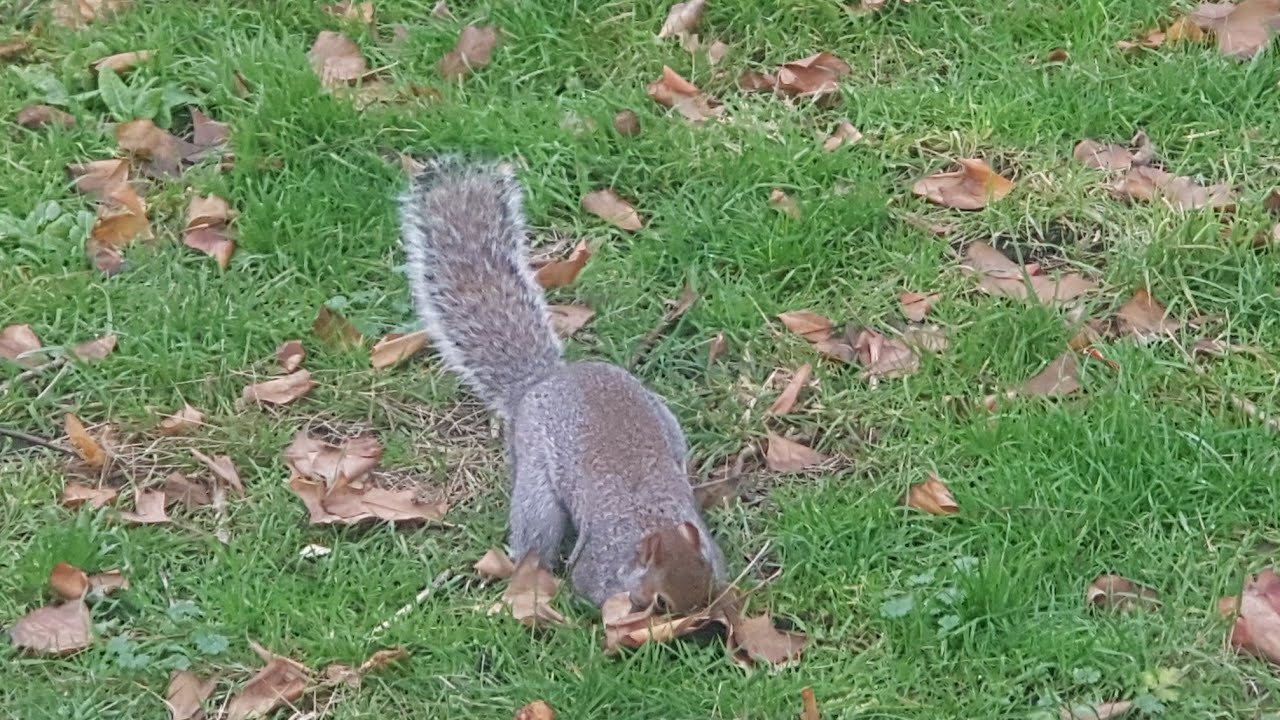 Squirrel Mania 🐿 and a Rat 🐀...😂 - YouTube