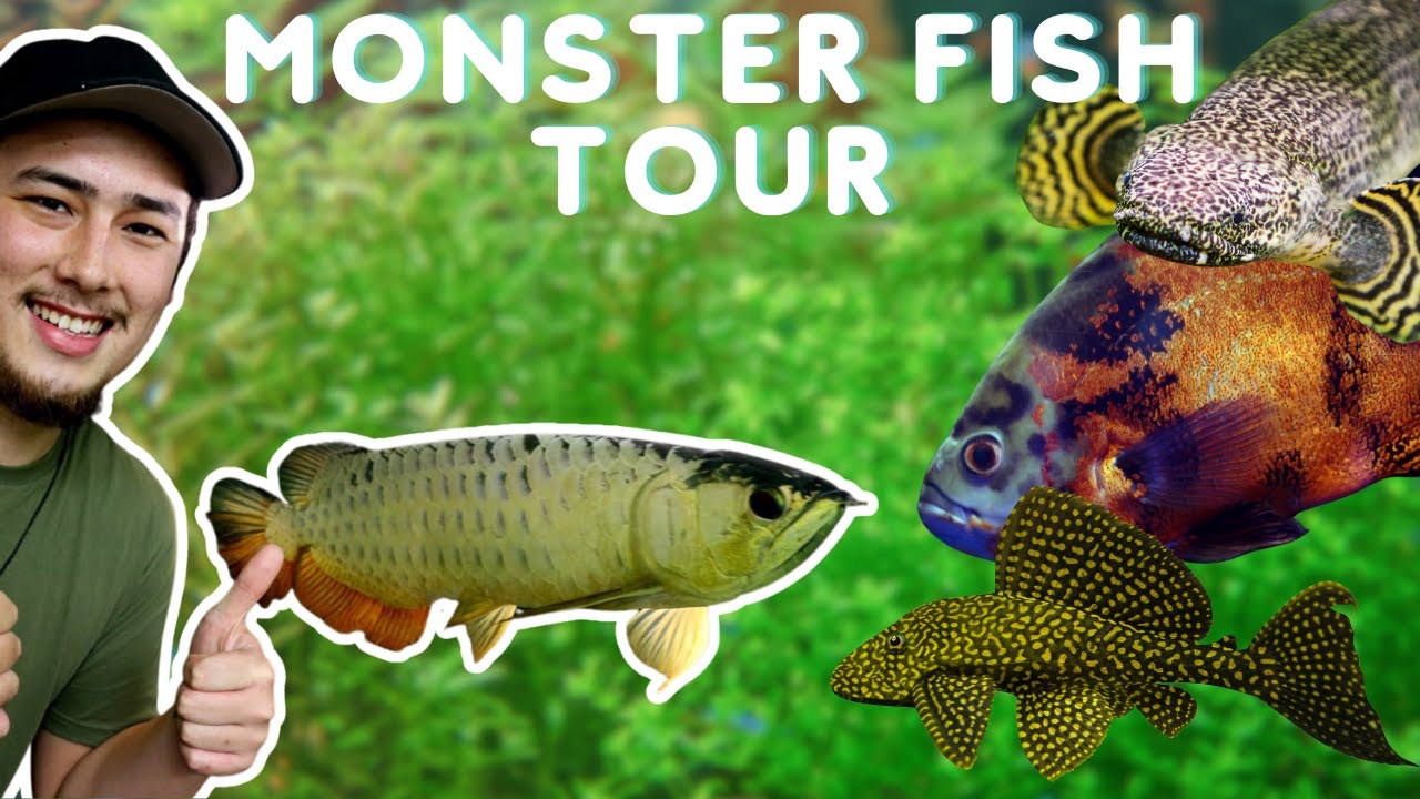 Monster Fish Aquarium Tour! - YouTube