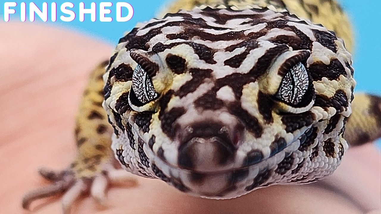 The END of Lemon Frost w/ RESULTS - YouTube