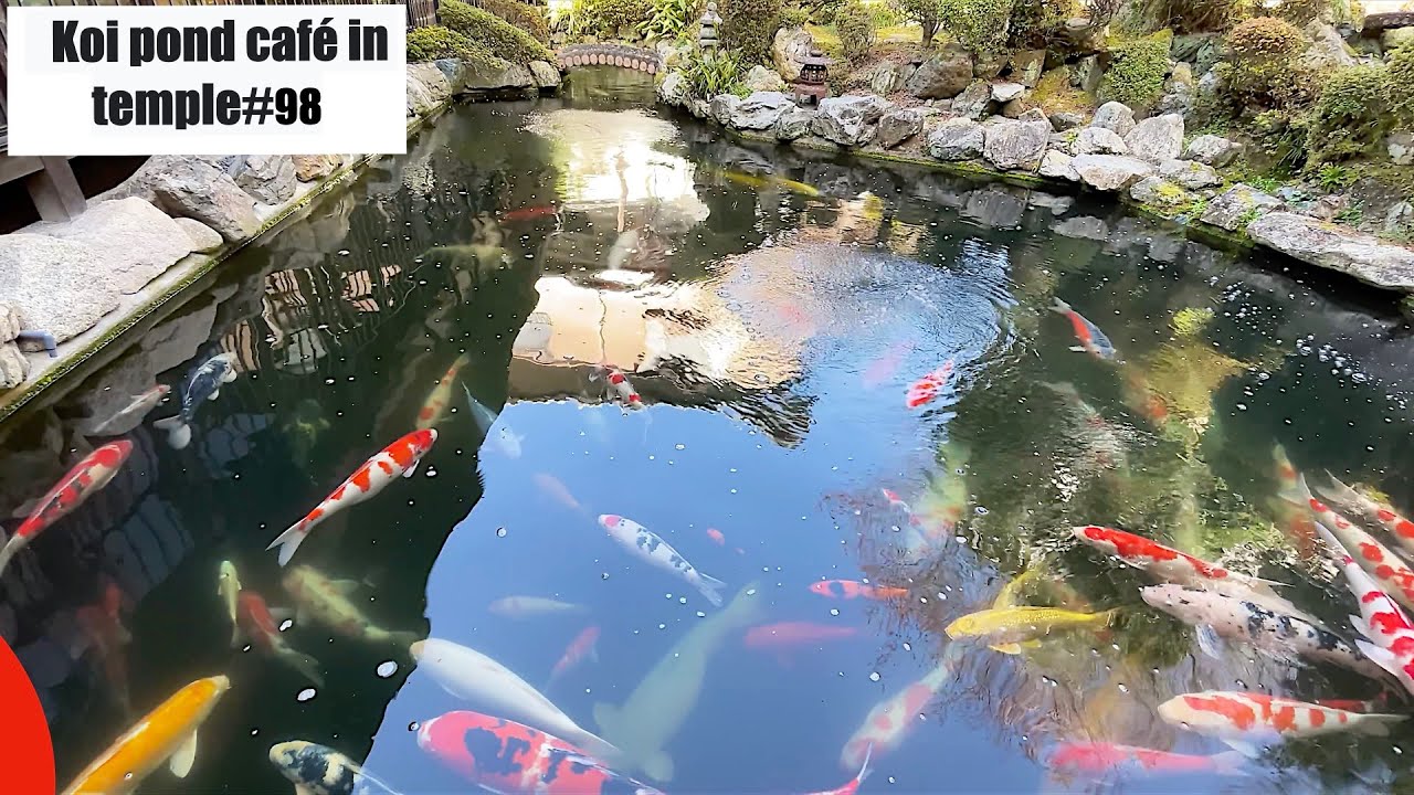 Koi pond café in the temple(Otsu ,Shiga, Japan) - YouTube