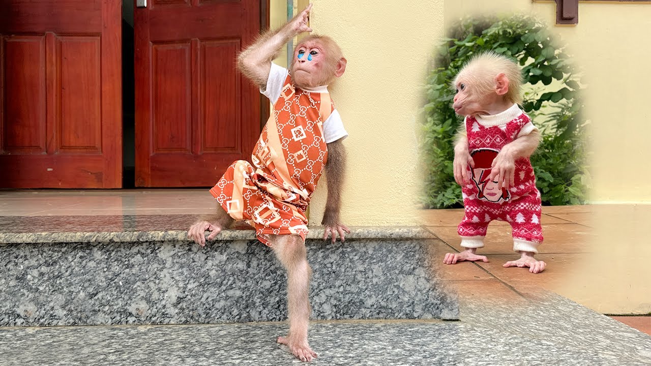 Bibi always remembers the baby monkey silhouette everywhere! - YouTube