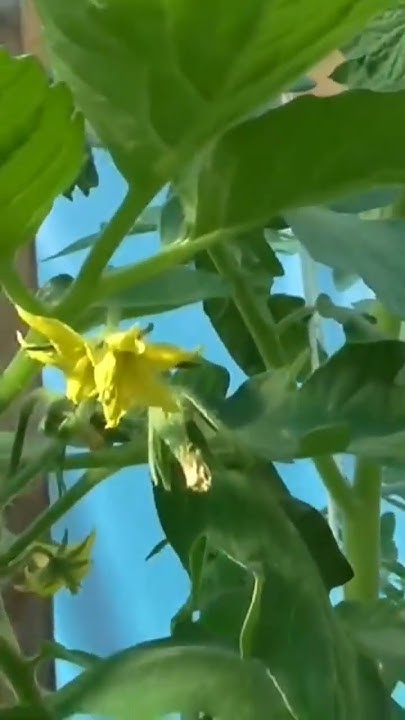 ПОДКОРМИТЕ ЭТИМ ТОМАТЫ. Самая мощная болтушка для МАКСИ УРРЖАЯ - YouTube