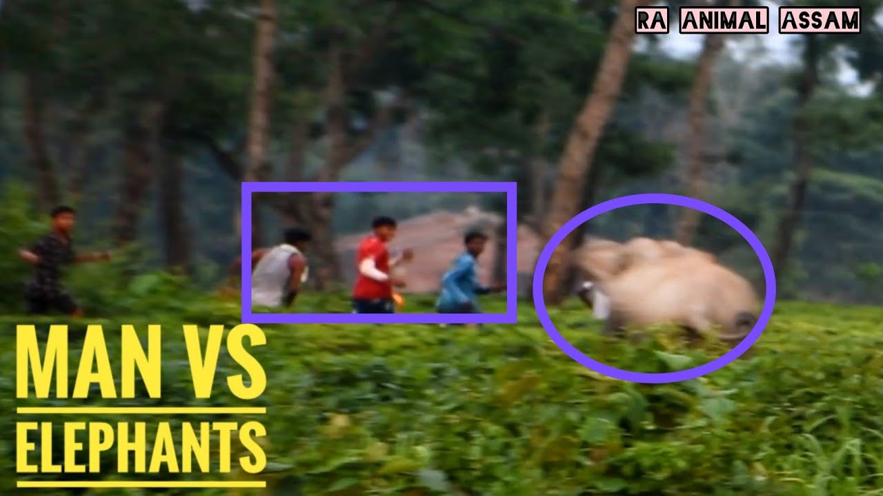 MAN vs ELEPHANTS - YouTube
