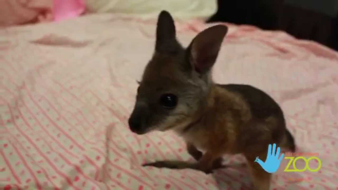 Hand Raised Wallaby at Lincoln Children's Zoo - YouTube