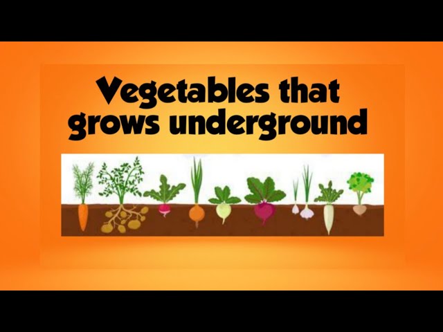 Underground Dirt Vegetables I've Shared Before That I Use Several